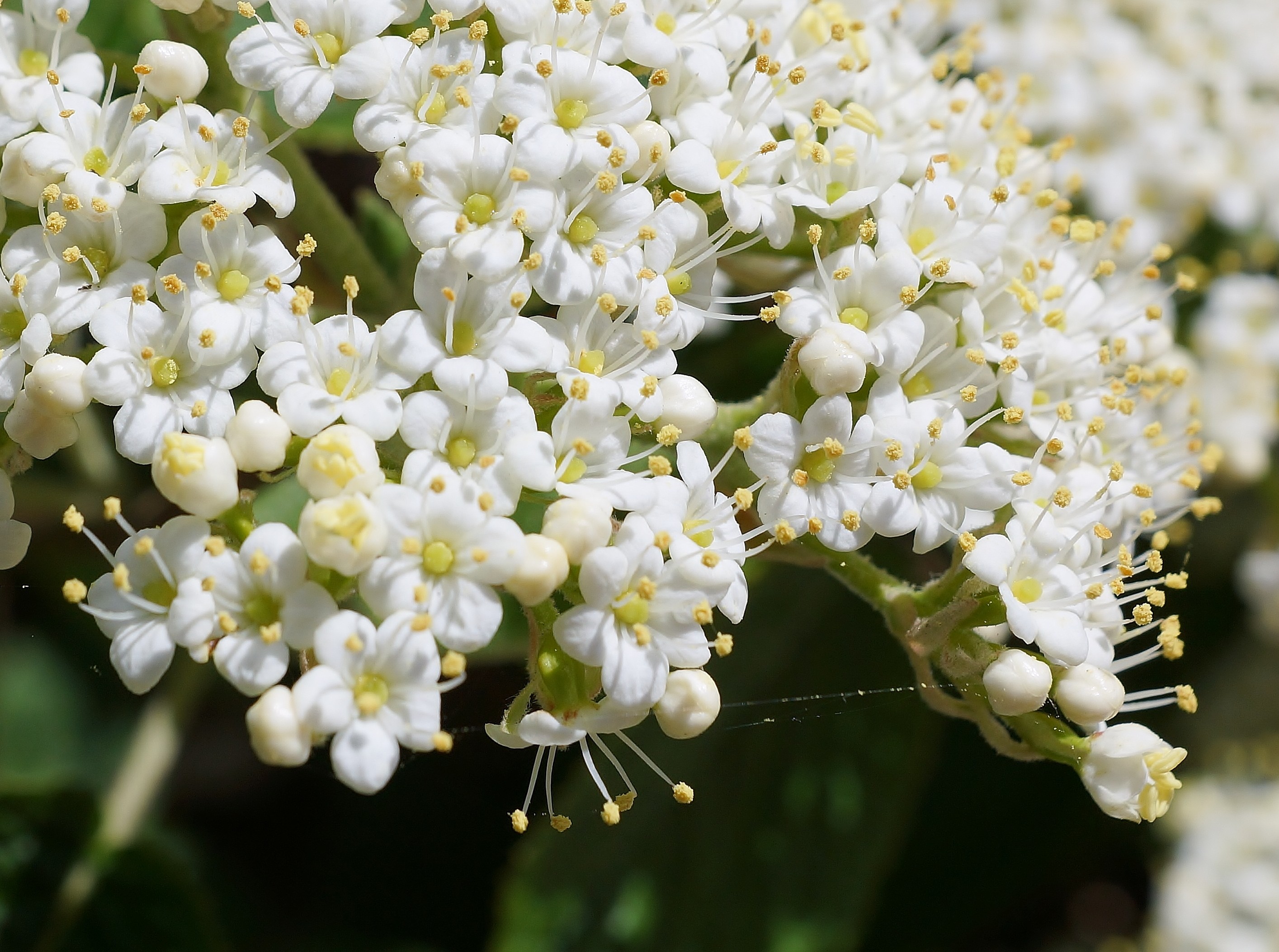 Vlierbloesem - Robert Berger