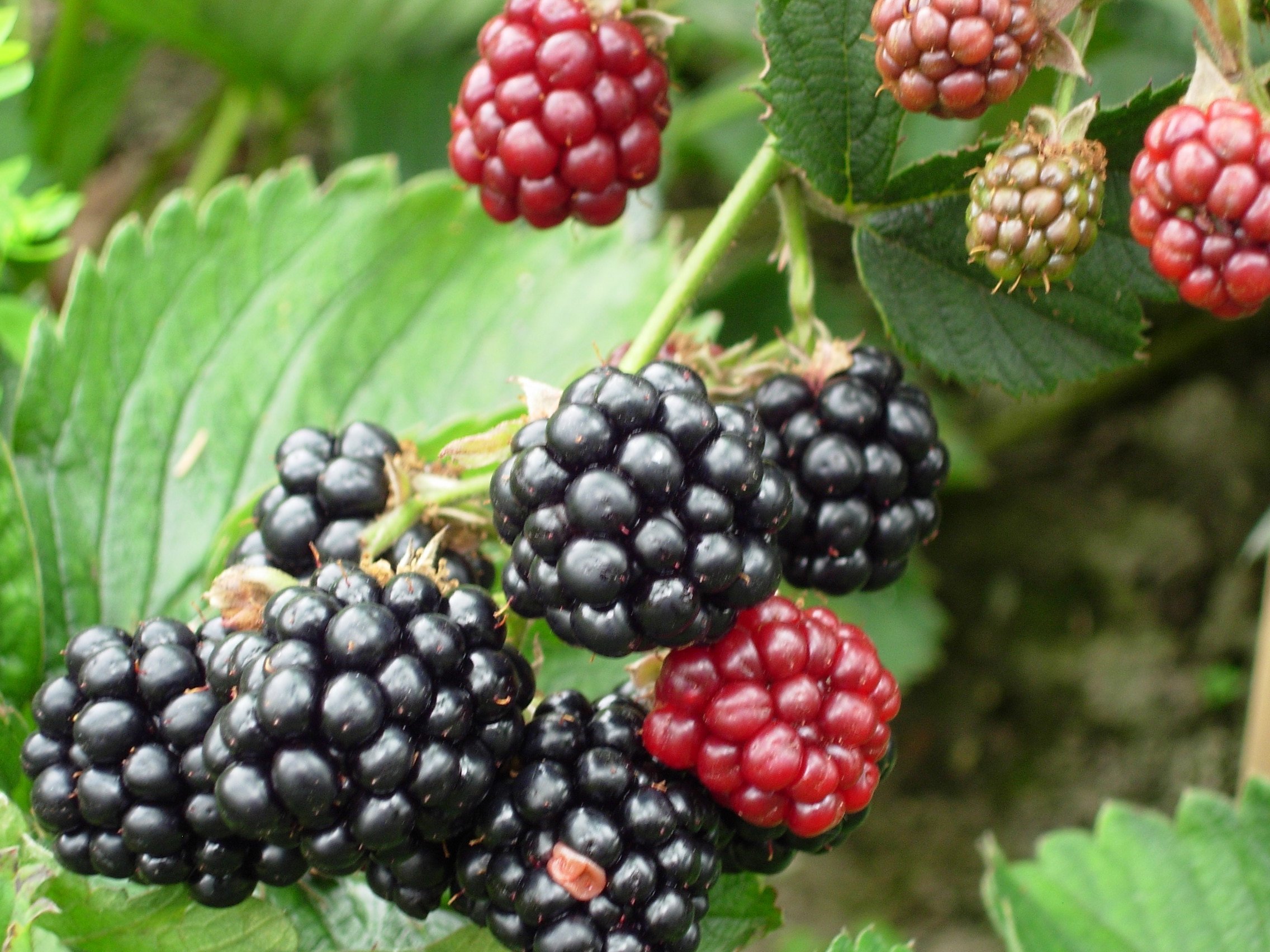 Braam - Robert Berger