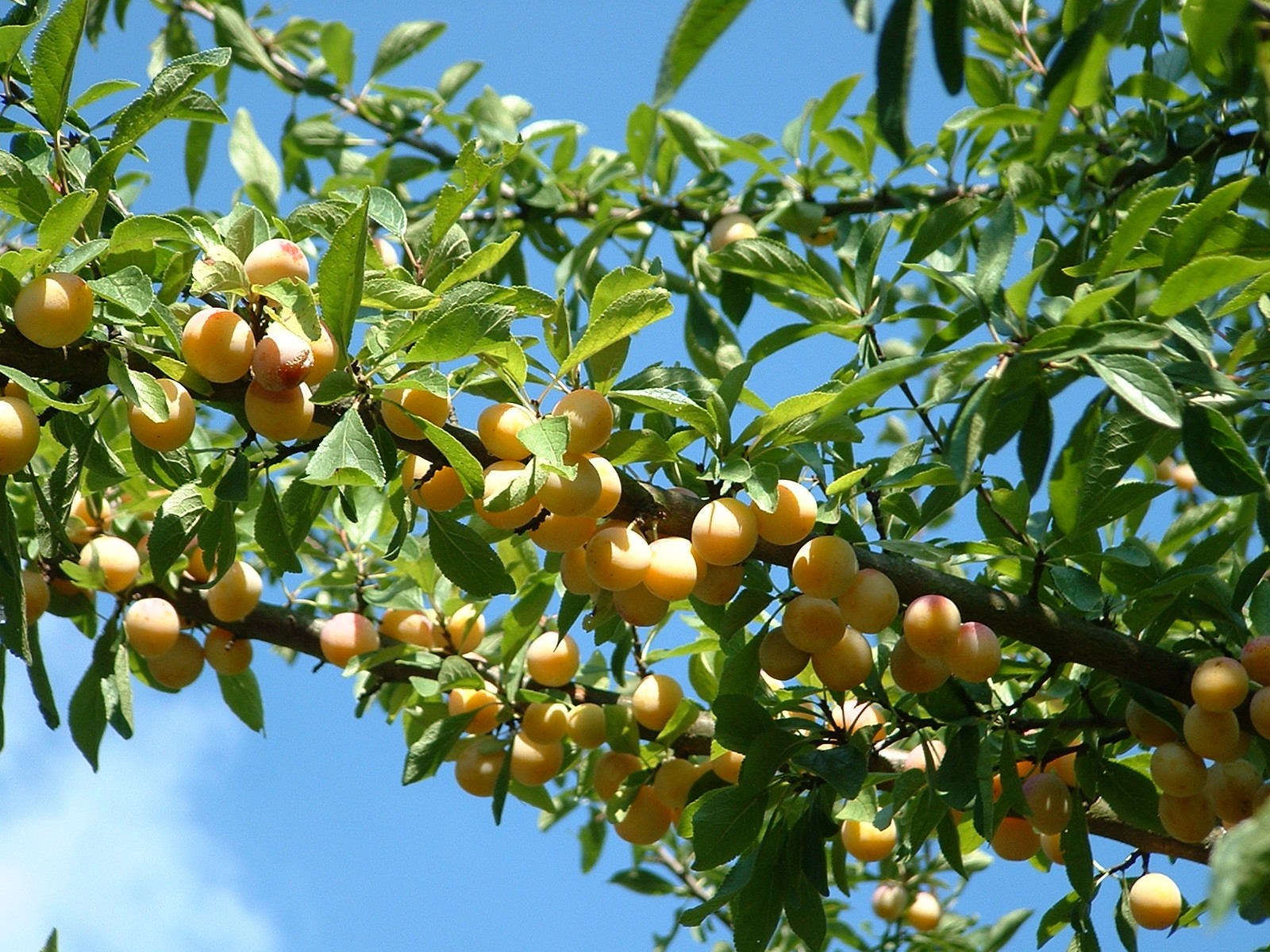 Pruim - Robert Berger